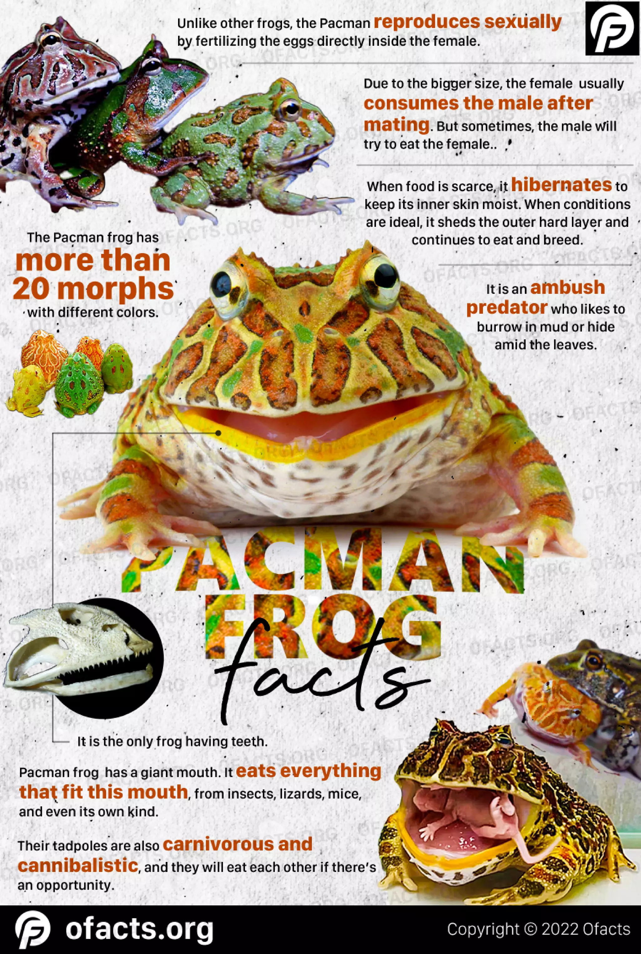 Pacman frog facts | PDF