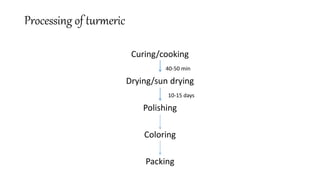 Turmeric Powder Processing | PPTX