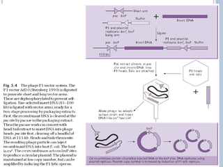 Pac vector ppt | PPTX