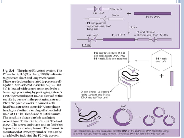 Pac vector ppt | PPTX | Genetics | Science