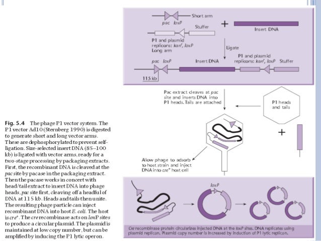 [DIAGRAM] Huawei P1 Diagram - MYDIAGRAM.ONLINE
