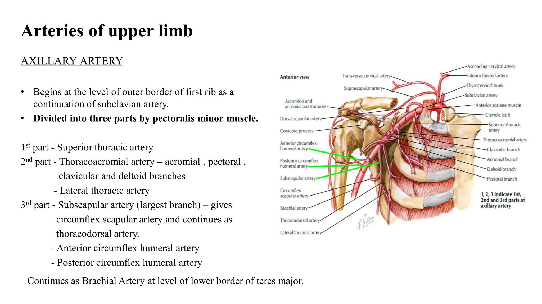 Seminar on Peripheral artery diseases.pdf