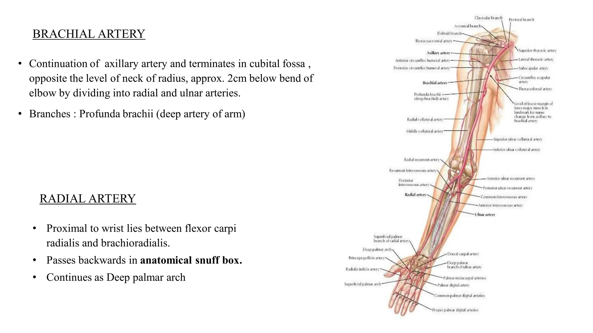 Seminar on Peripheral artery diseases.pdf