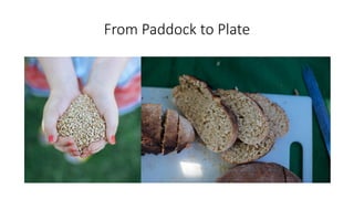 Paddock to plate | PDF | Desserts and Baking | Food & Drink