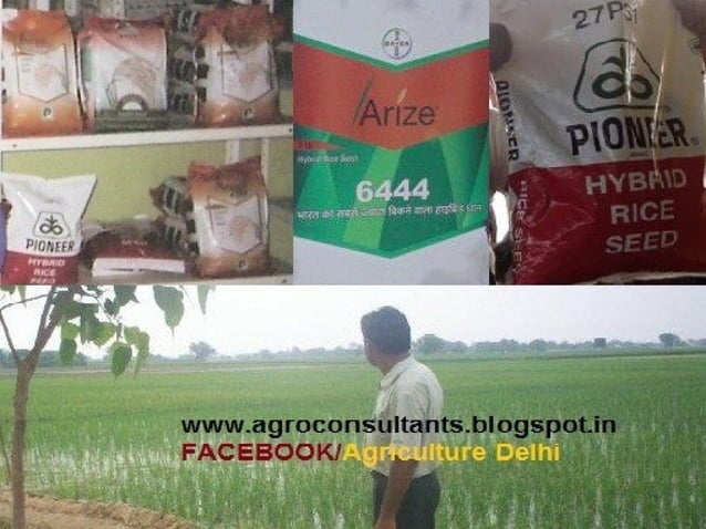 Paddy Rice package of practices India | PPT | Agriculture | Industries