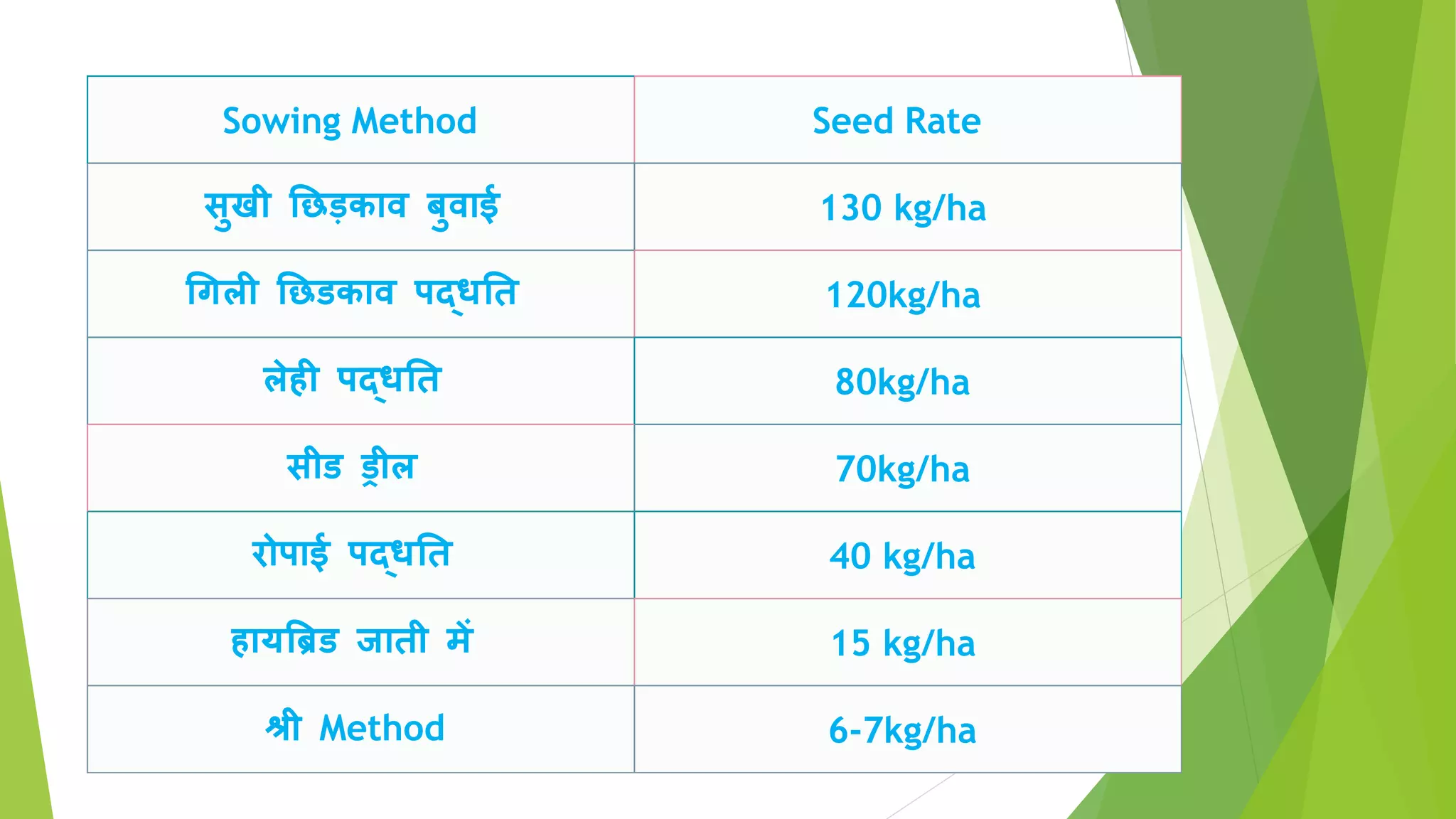 cultivation of paddy / rice || Agronomy || B.Sc agriculture | PPTX