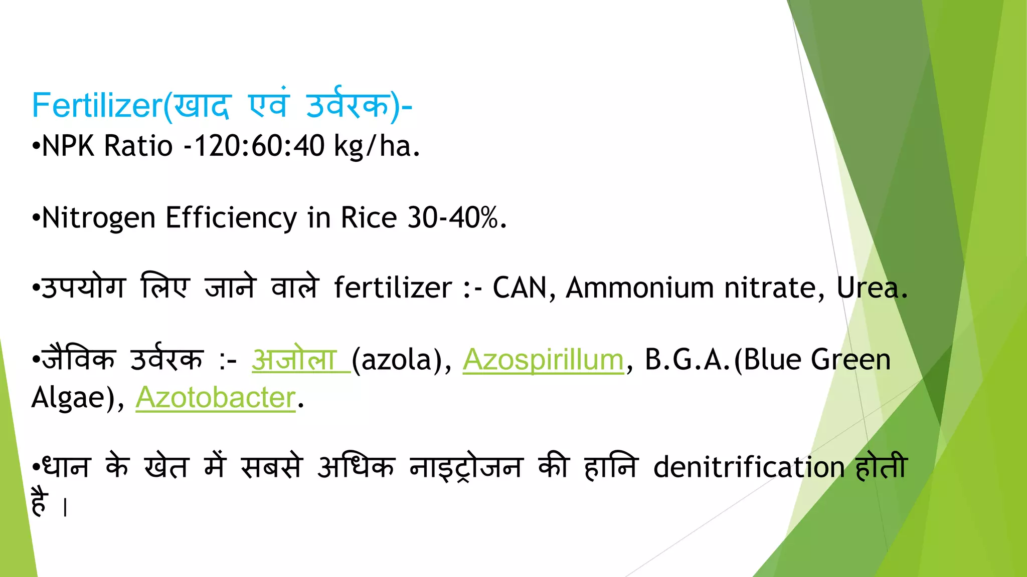 cultivation of paddy / rice || Agronomy || B.Sc agriculture | PPTX
