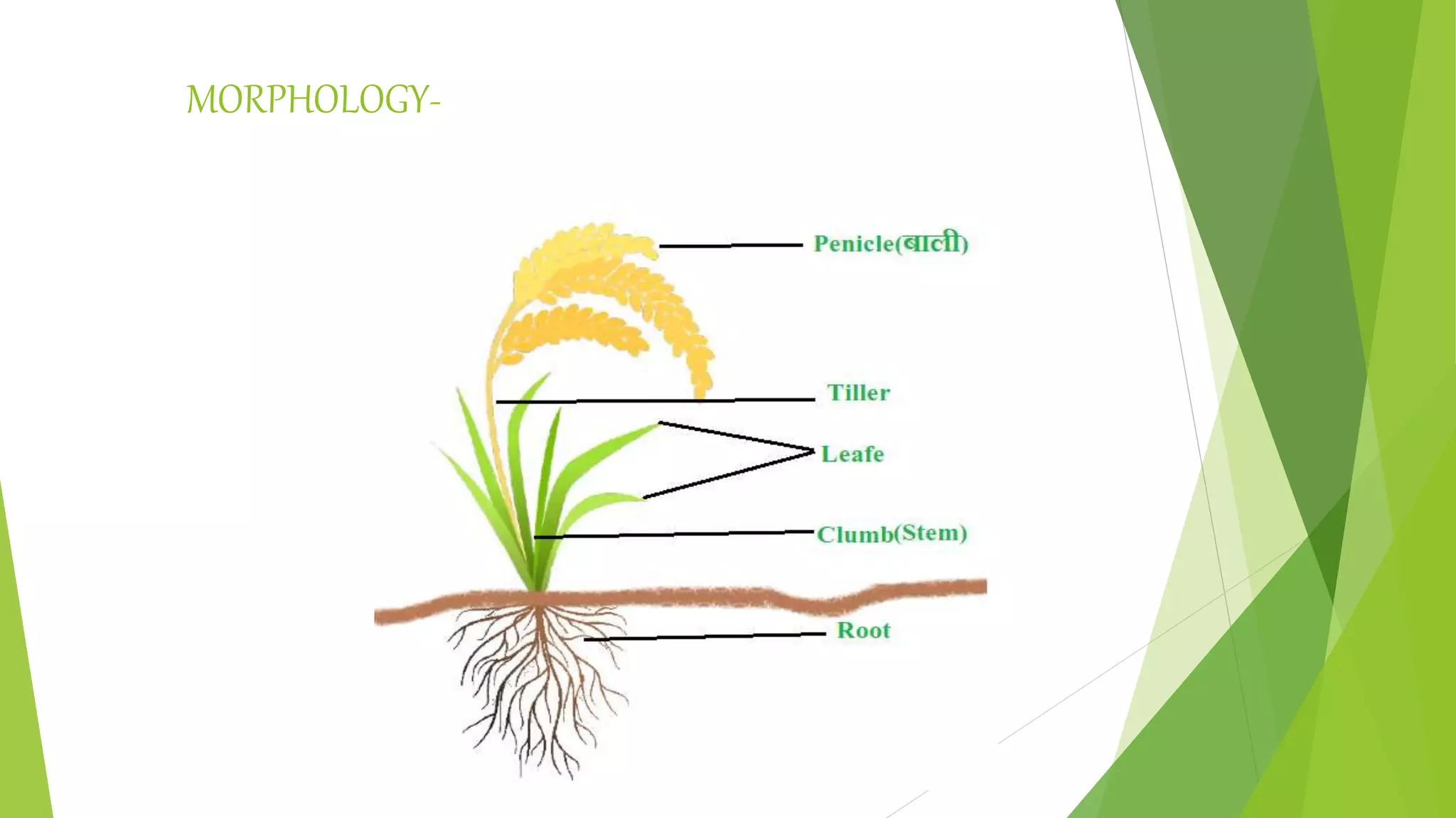cultivation of paddy / rice || Agronomy || B.Sc agriculture | PPTX