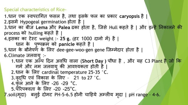 cultivation of paddy / rice || Agronomy || B.Sc agriculture | PPTX