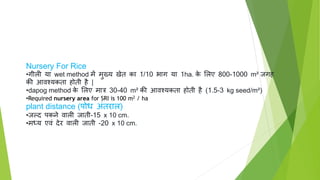 cultivation of paddy / rice || Agronomy || B.Sc agriculture | PPTX