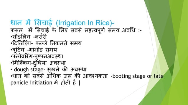 cultivation of paddy / rice || Agronomy || B.Sc agriculture | PPTX