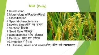 cultivation of paddy / rice || Agronomy || B.Sc agriculture | PPTX