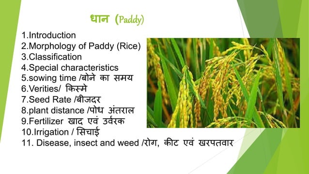 cultivation of paddy / rice || Agronomy || B.Sc agriculture | PPTX