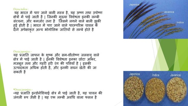 cultivation of paddy / rice || Agronomy || B.Sc agriculture | PPTX