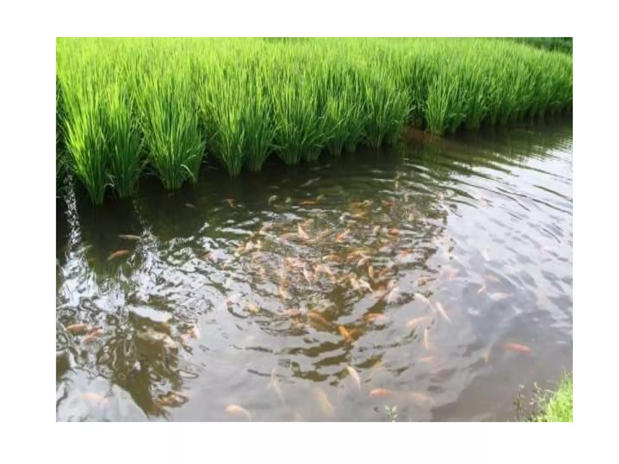 Paddy cum- fish culture | PPTX
