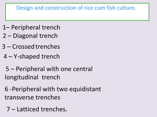 Paddy cum- fish culture | PPTX