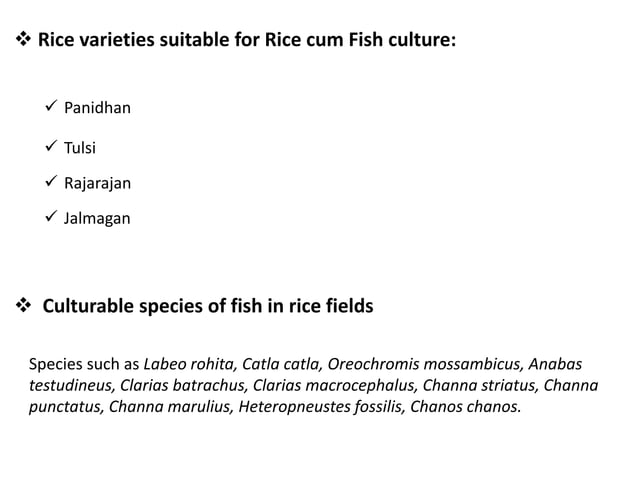 Paddy cum- fish culture | PPTX | Agriculture | Industries