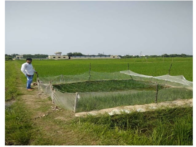 Paddy cum- fish culture | PPTX | Agriculture | Industries