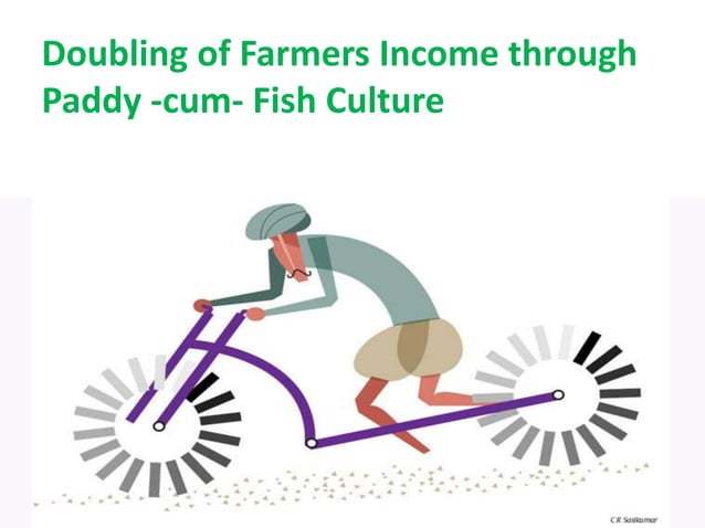 Paddy cum- fish culture | PPTX | Agriculture | Industries