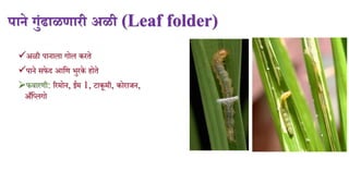 Paddy cultivation - 2020.pdf