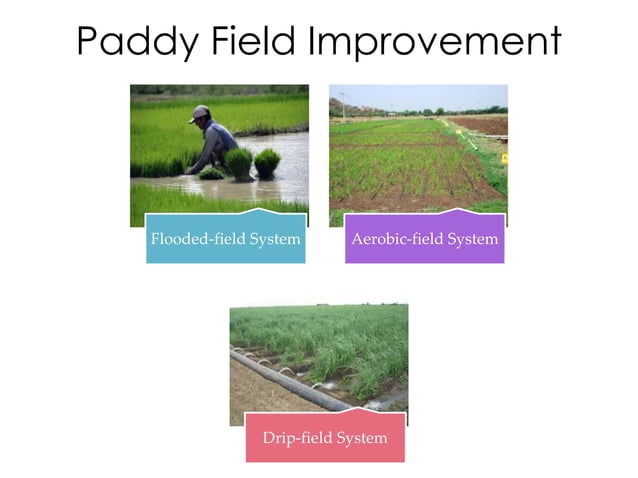 Paddy field improvement and crop quality research | PPTX