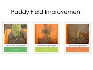 Paddy field improvement and crop quality research | PPTX