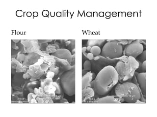 Paddy field improvement and crop quality research | PPTX