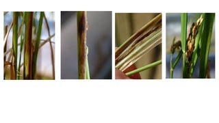 ADDY INTEGRATED PEST MANAGEMENT PRACTICESfinal VAAs.pptx