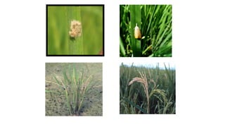 ADDY INTEGRATED PEST MANAGEMENT PRACTICESfinal VAAs.pptx