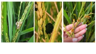 ADDY INTEGRATED PEST MANAGEMENT PRACTICESfinal VAAs.pptx