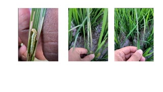 ADDY INTEGRATED PEST MANAGEMENT PRACTICESfinal VAAs.pptx