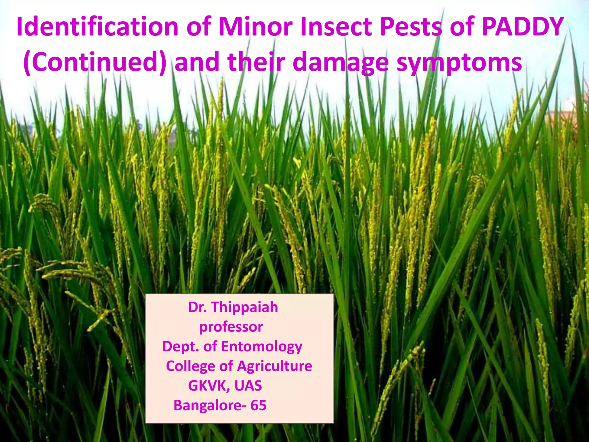 Paddy pests 11 | PPTX