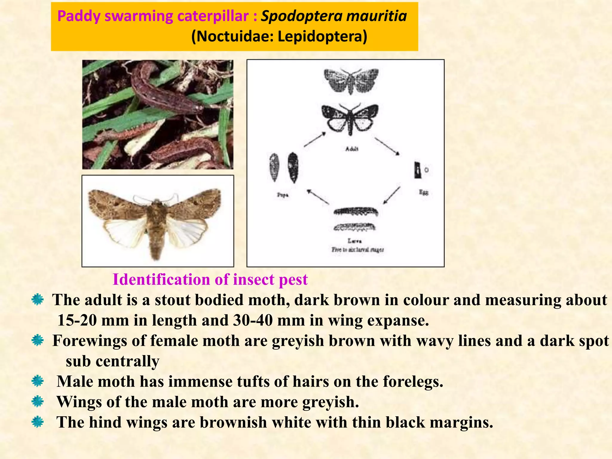 Paddy pests 11 | PPTX