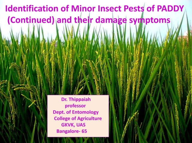 Paddy pests 11 | PPTX