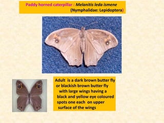 Paddy pests 11 | PPTX