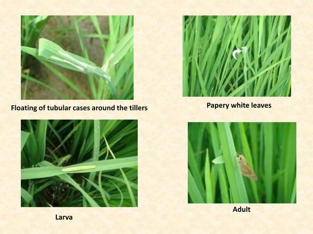 Paddy pests 11 | PPTX