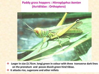 Paddy pests 11 | PPTX