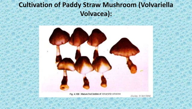 Paddy straw mushroom | PPTX | Woodworking | Arts and Crafts