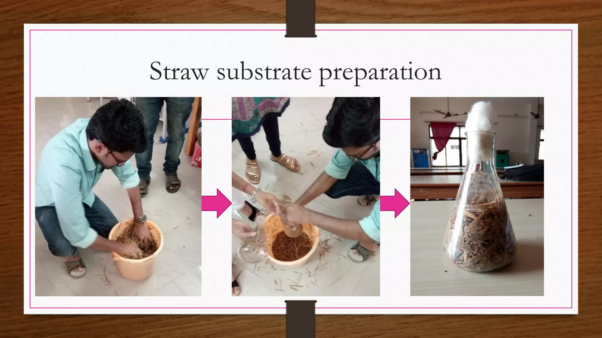 Paddystraw mushroom presentation | PDF