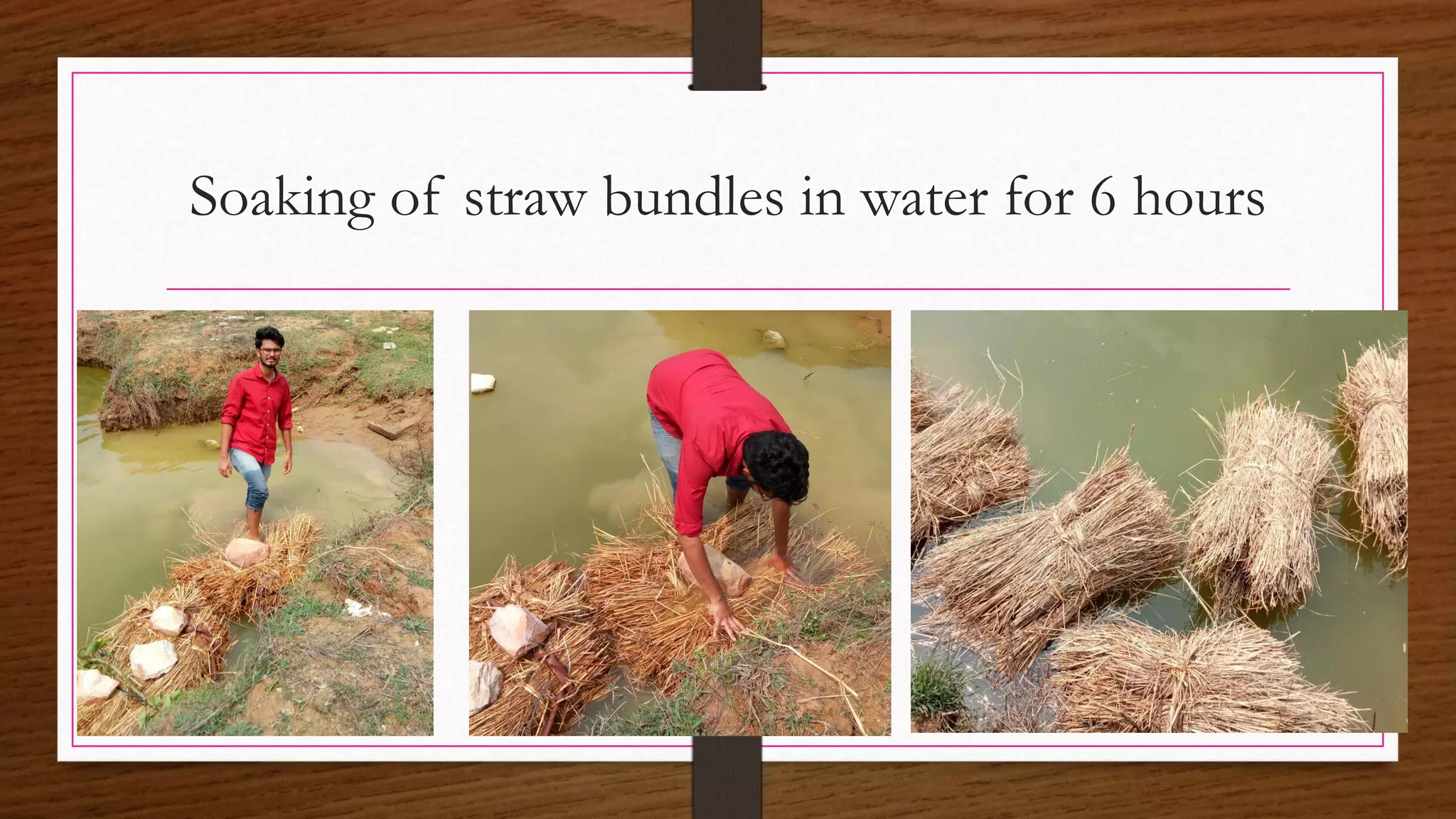 Paddystraw mushroom presentation | PDF