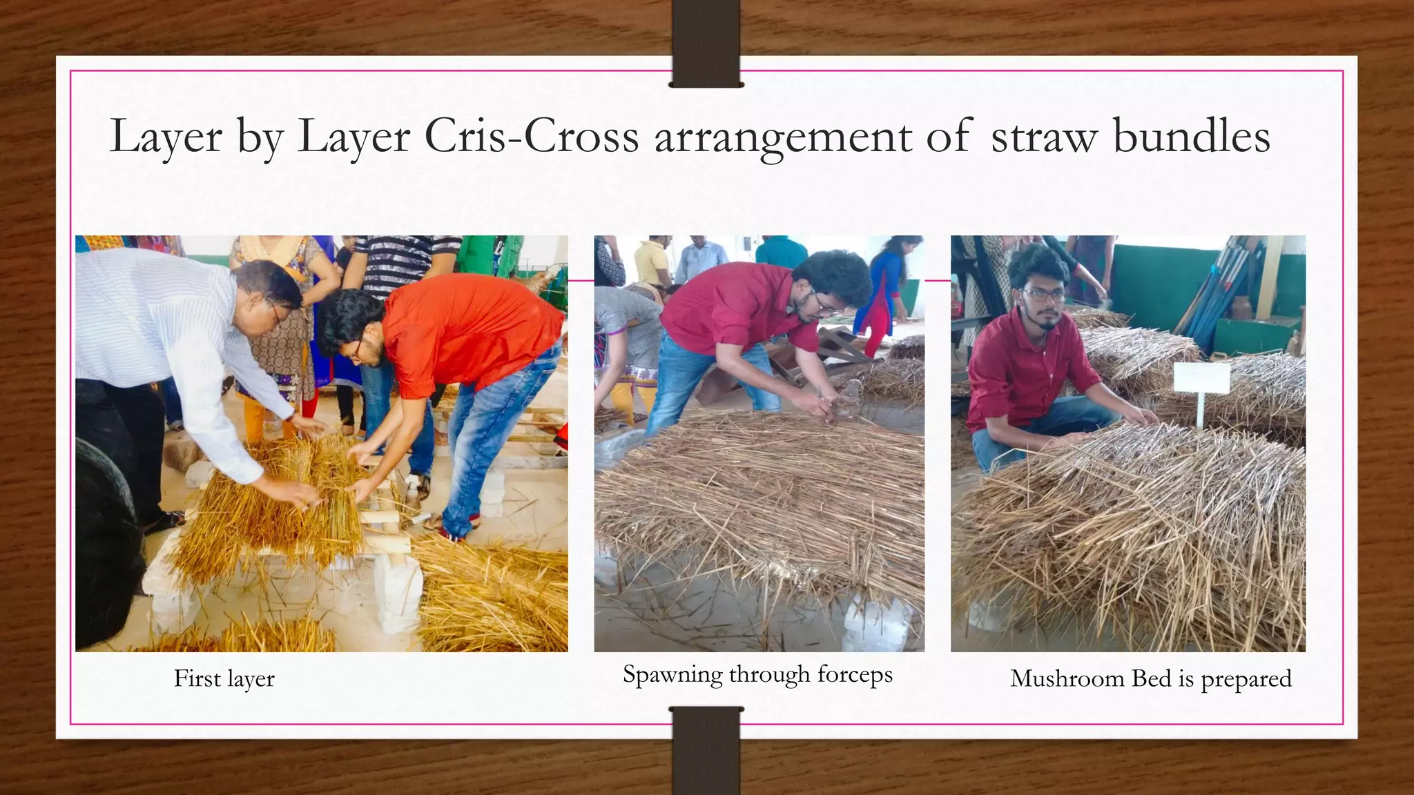 Paddystraw mushroom presentation | PDF