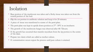 Paddystraw mushroom presentation | PDF