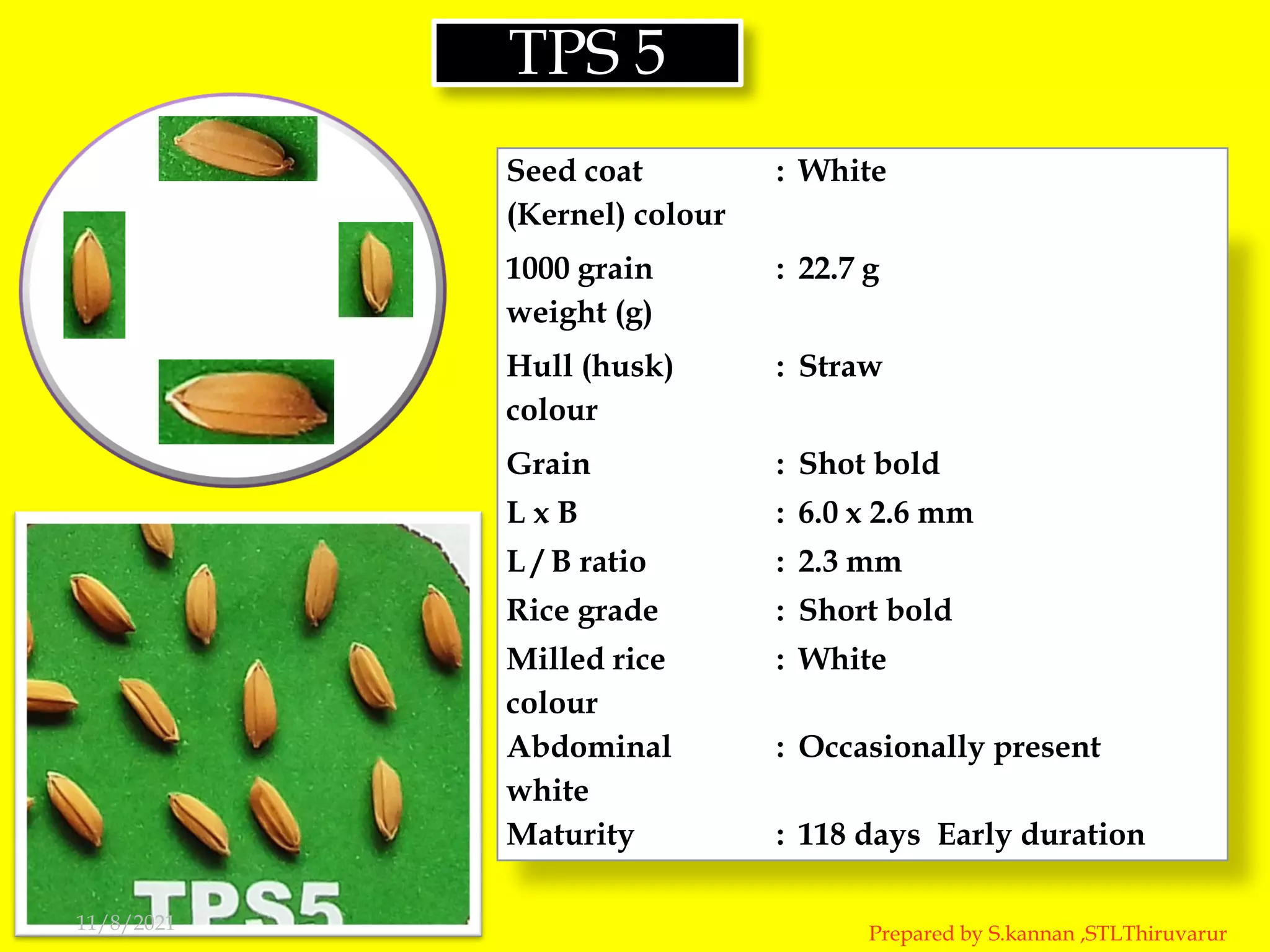 Paddy varietal characters | PDF