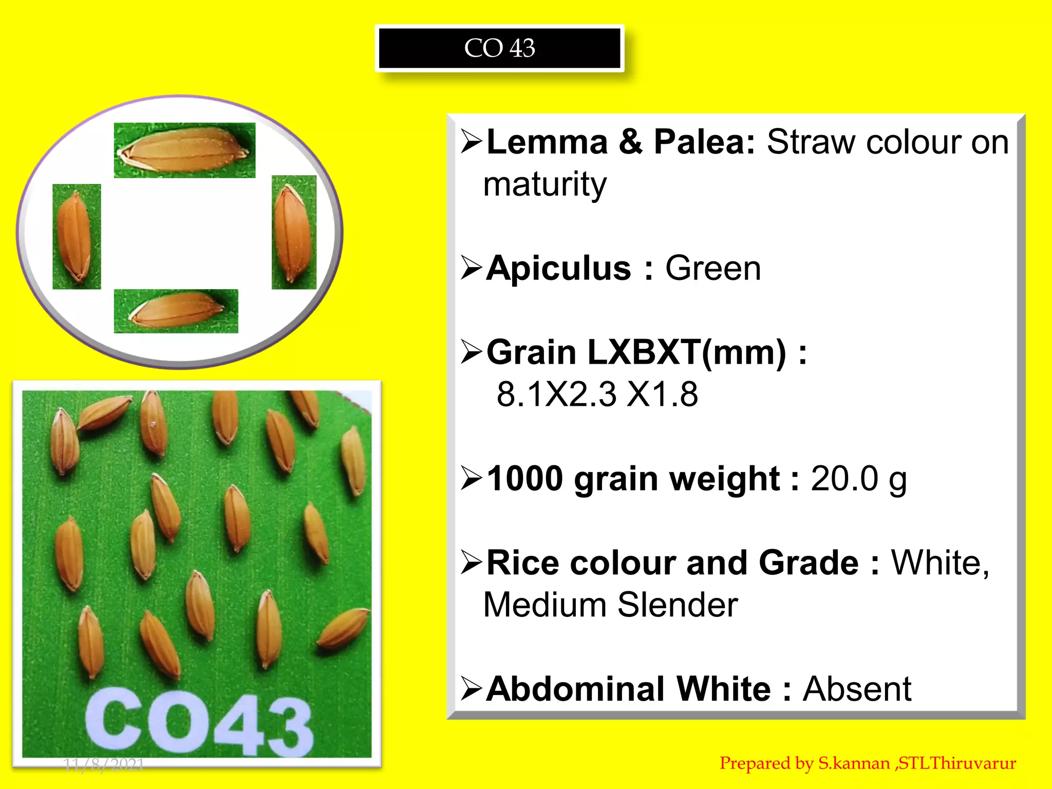 Paddy varietal characters | PDF