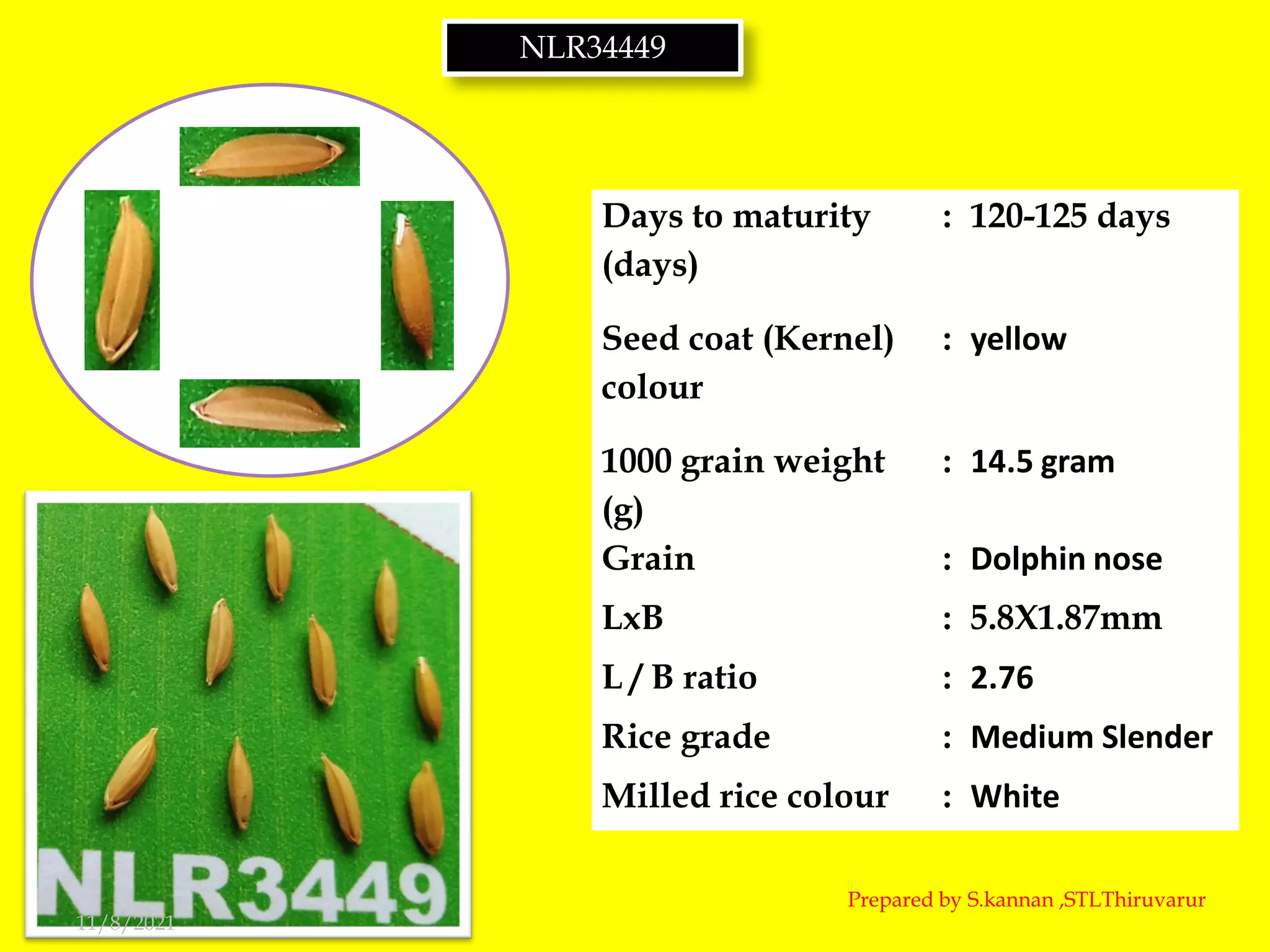 Paddy varietal characters | PDF