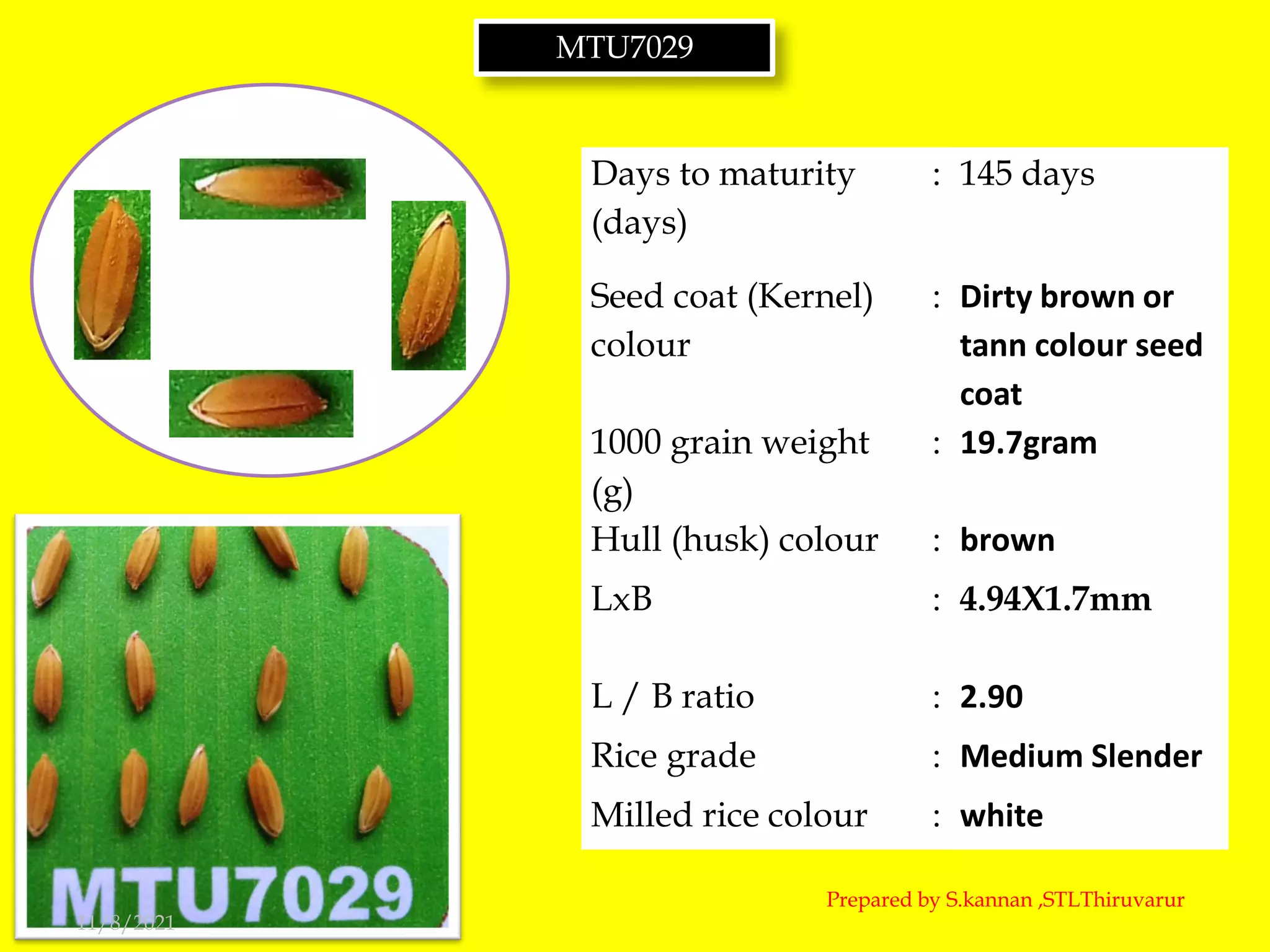 Paddy varietal characters | PDF