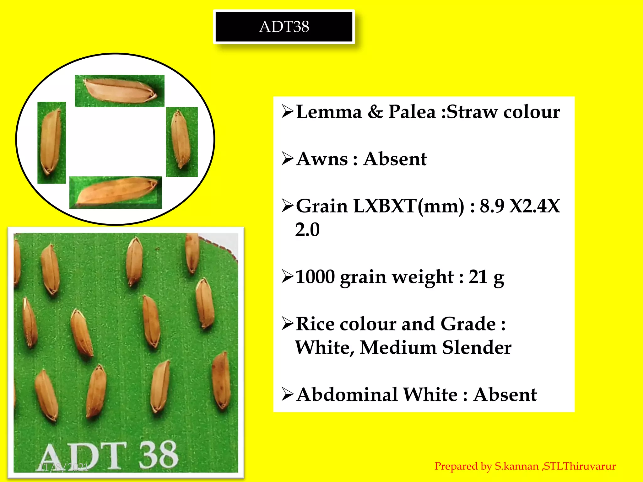 Paddy varietal characters | PDF