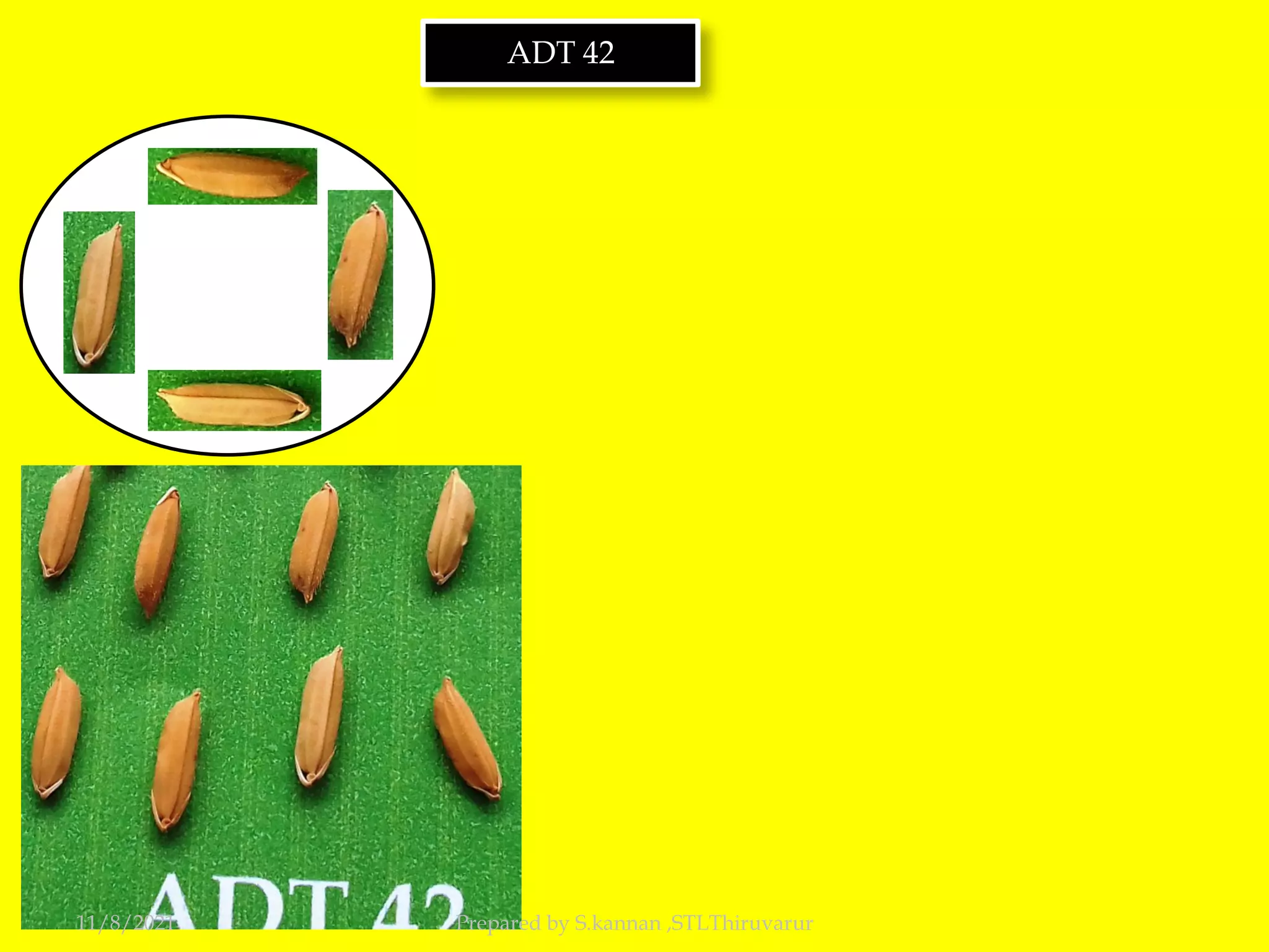 Paddy varietal characters | PDF