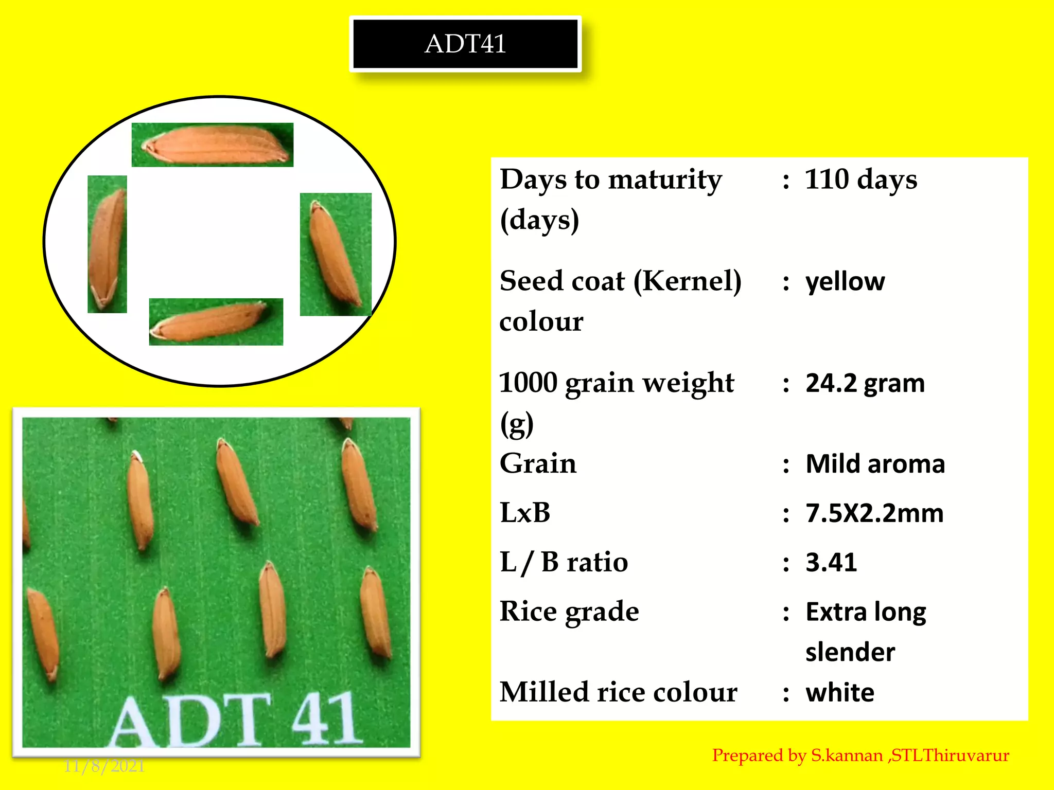 Paddy varietal characters | PDF