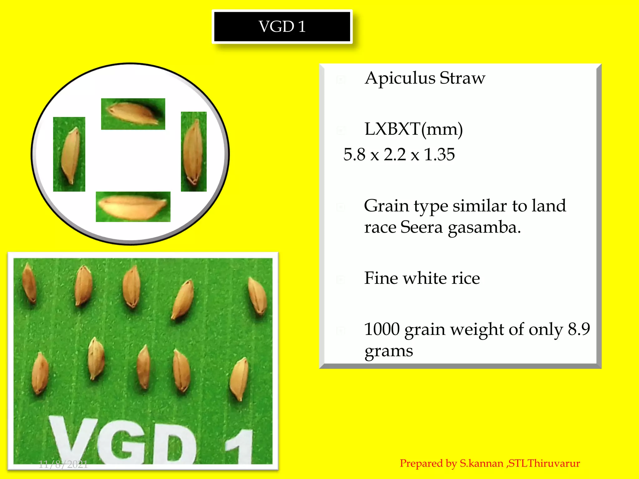 Paddy varietal characters | PDF